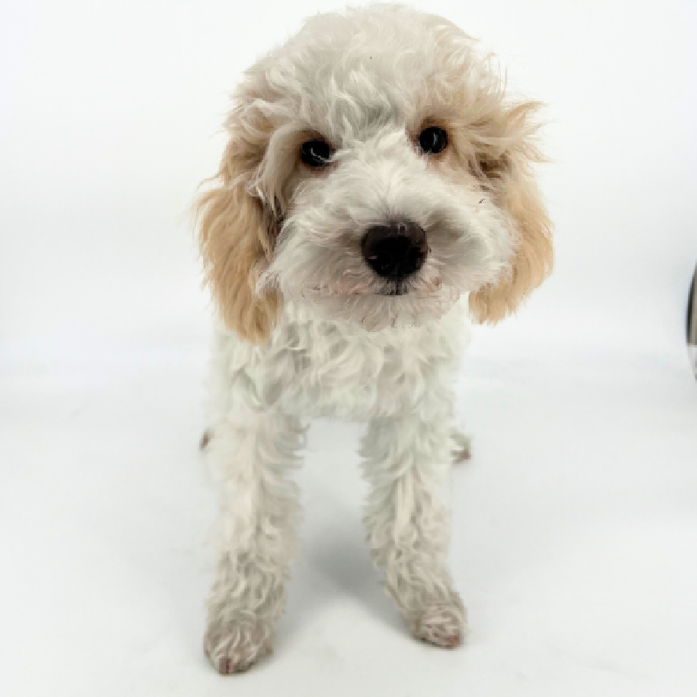 Puppy Match Questionnaire | Puppyland Texas