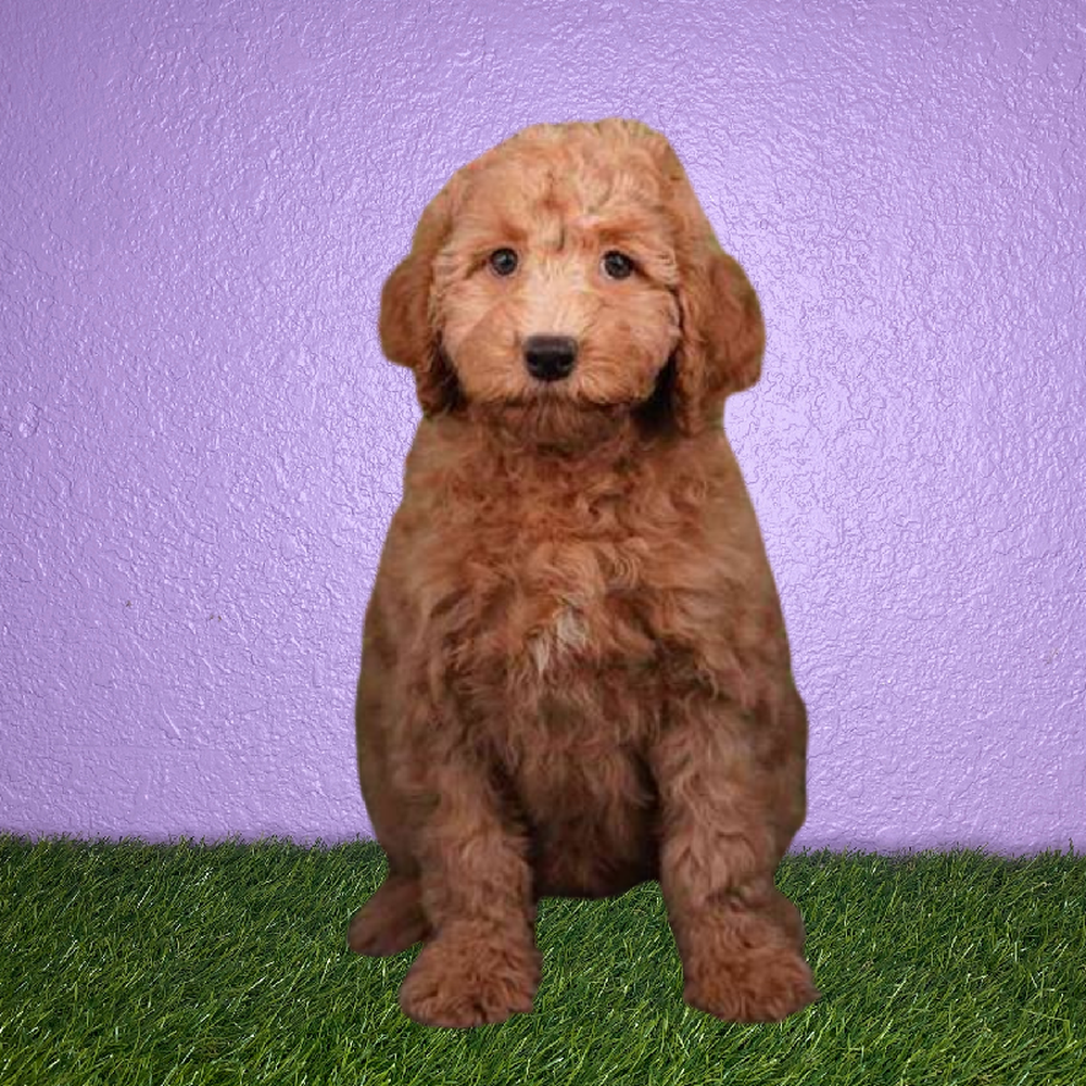 Information on 2nd Gen Standard Goldendoodle Puppies for Sale in Texas