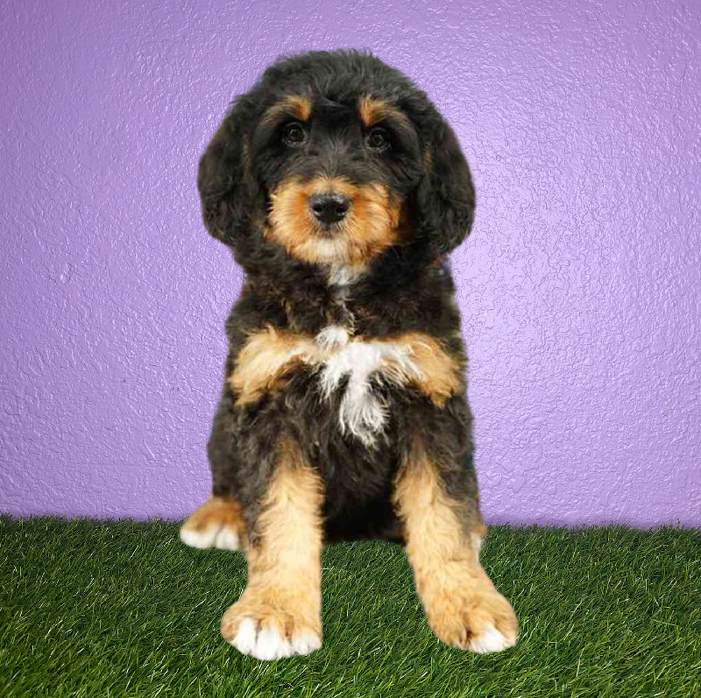 Female Bernedoodle Puppies for Sale - New Braunfels