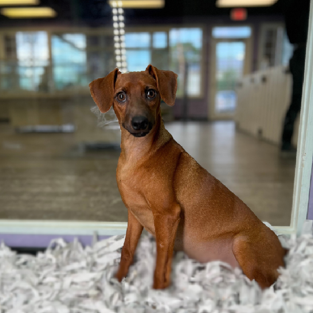 Puppy Match Questionnaire | Puppyland Texas