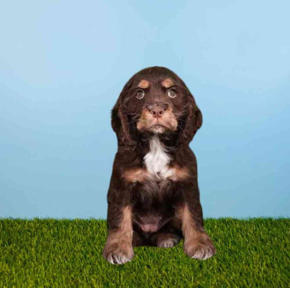 Information on Mini Australian Shepherd Puppies for Sale in Texas